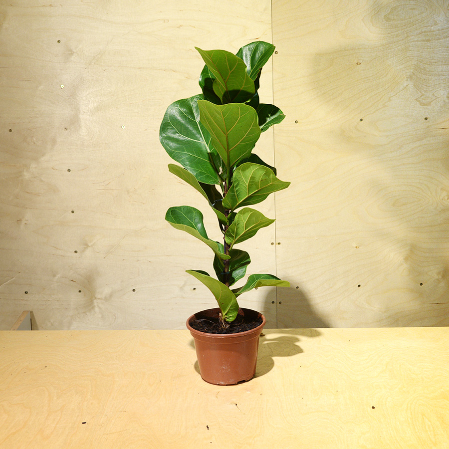 Ficus Lyrata - Gardém