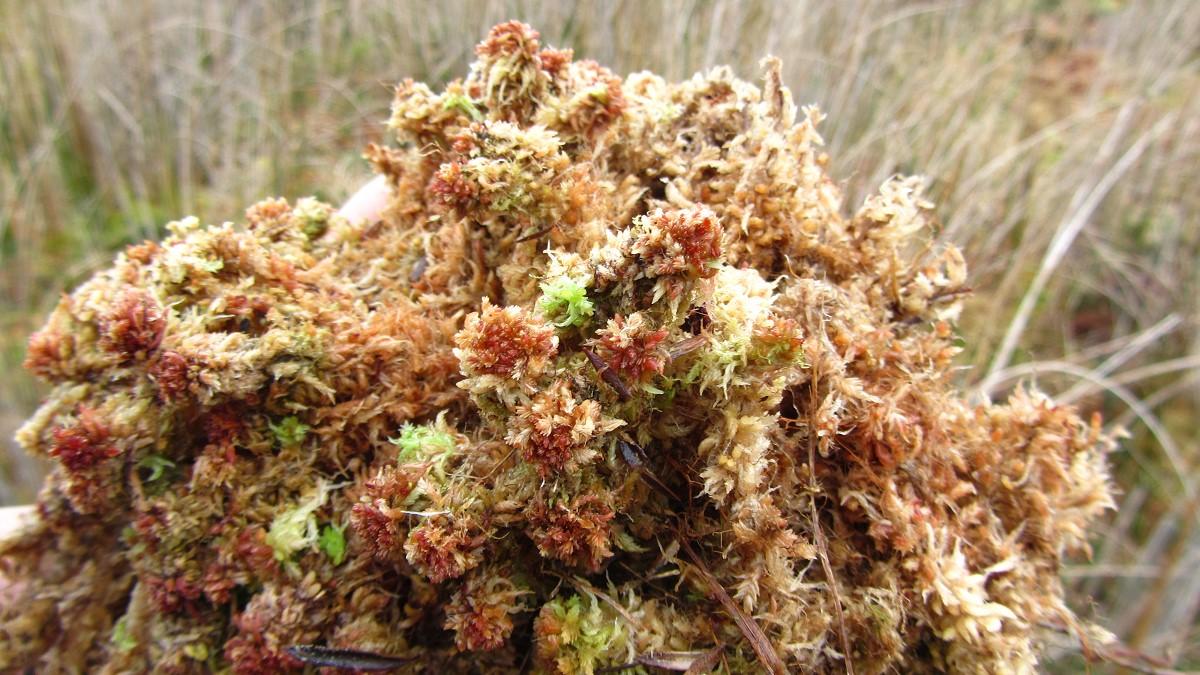 Musgo sphagnum y sus usos - Gardém